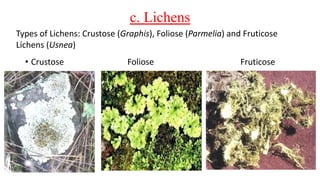 Plant Life & Utilizations | PPT