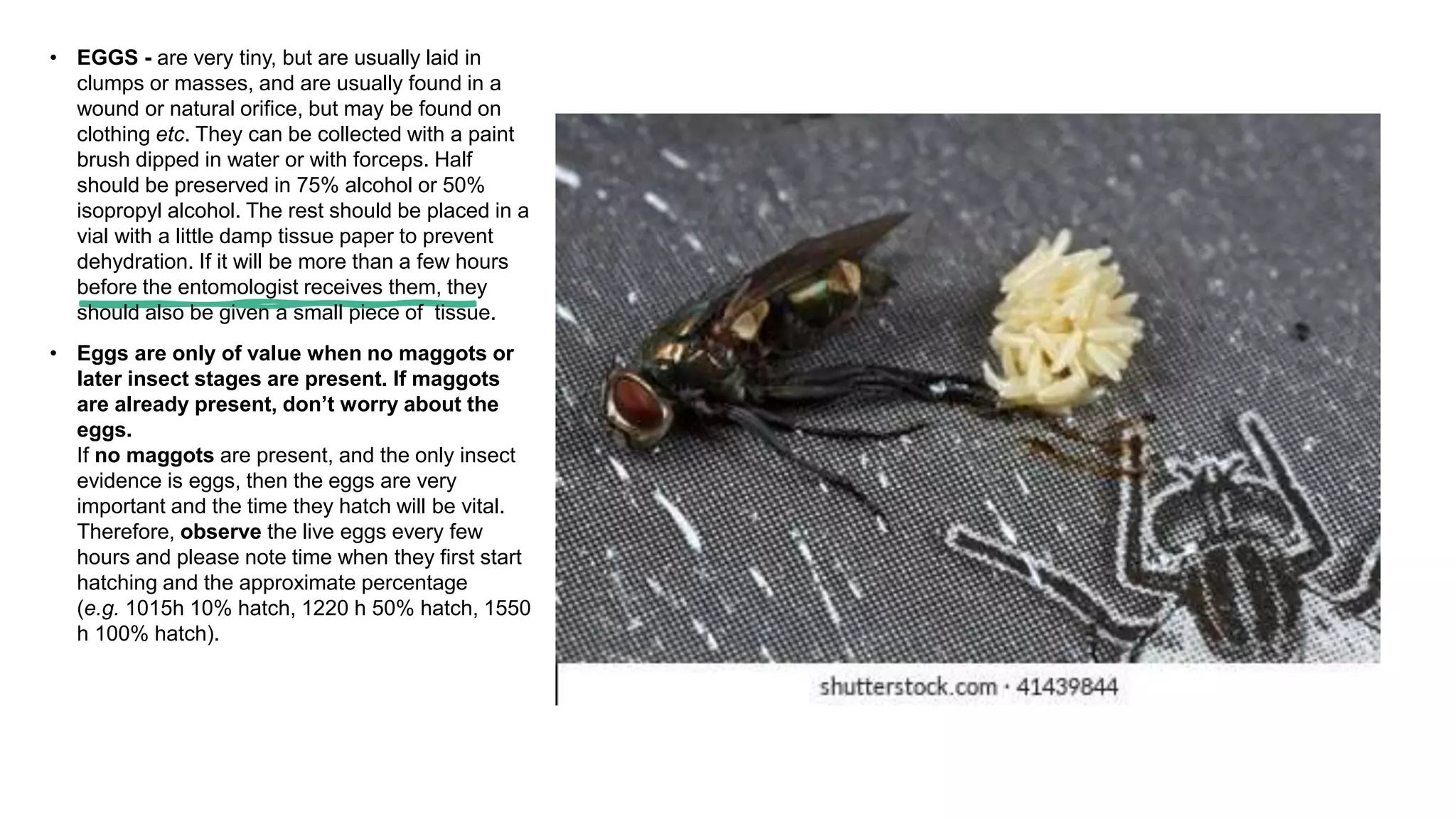 Forensic entomology collection, preservation evidence | PPTX