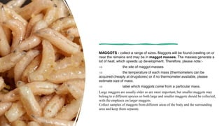 Forensic entomology collection, preservation evidence | PPTX