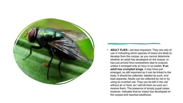 Forensic entomology collection, preservation evidence | PPTX