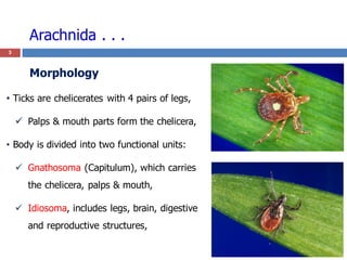 F. Arachnida.pdf