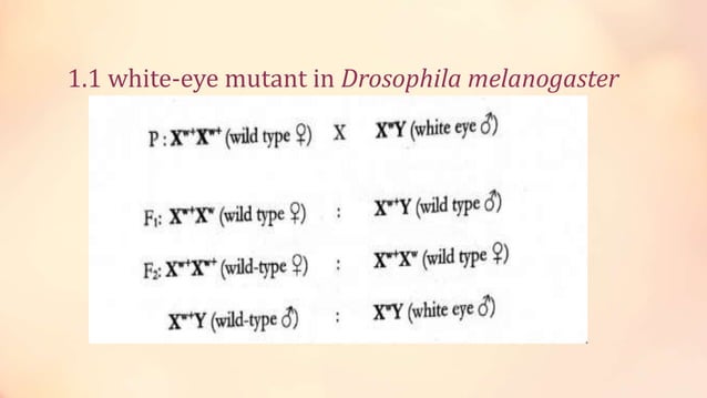 F Sex Linkage Powerpoint Presentation Genetics Ppt