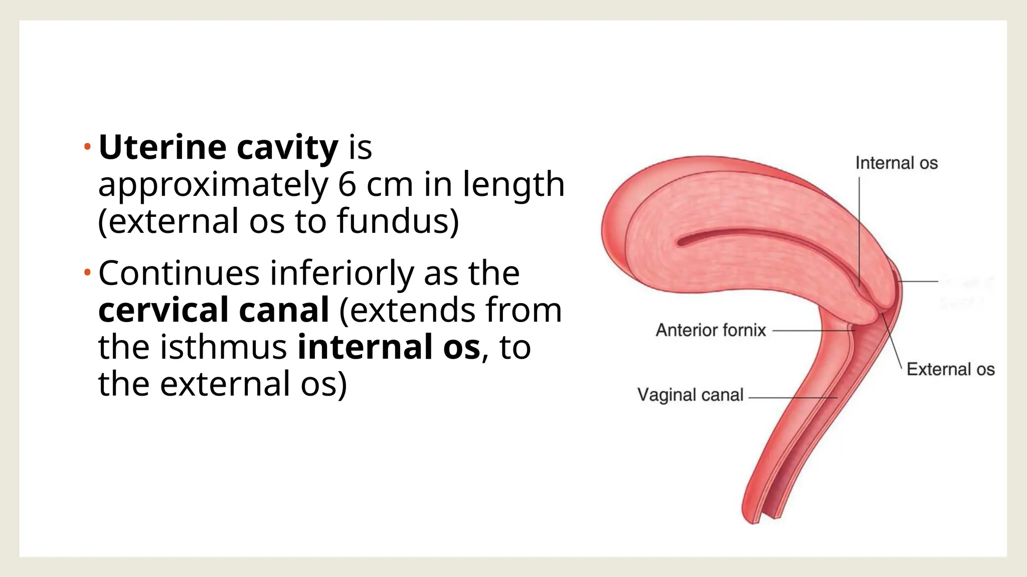 F.I.G.O.pptx female reproductive system pptx | PPTX