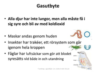 F -andning-lunga-och-cirkulation-hjarta-tror-jag--gasutbyte-daniel ...