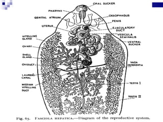 Fasciola Diagram