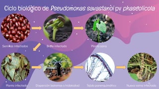 Tizones y manchas foliares bacterianas
