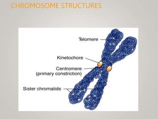 F-NUCLEOSOMES.ppt | Chemistry | Science
