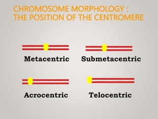 F-NUCLEOSOMES.ppt | Chemistry | Science