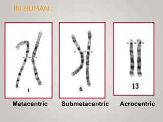 F-NUCLEOSOMES.ppt | Chemistry | Science