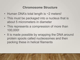F-NUCLEOSOMES.ppt | Chemistry | Science