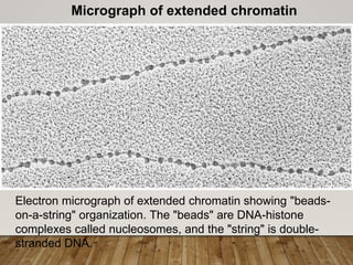 F-NUCLEOSOMES.ppt | Chemistry | Science