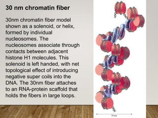 F-NUCLEOSOMES.ppt | Chemistry | Science