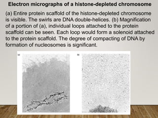 F-NUCLEOSOMES.ppt | Chemistry | Science