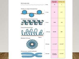 F-NUCLEOSOMES.ppt | Chemistry | Science