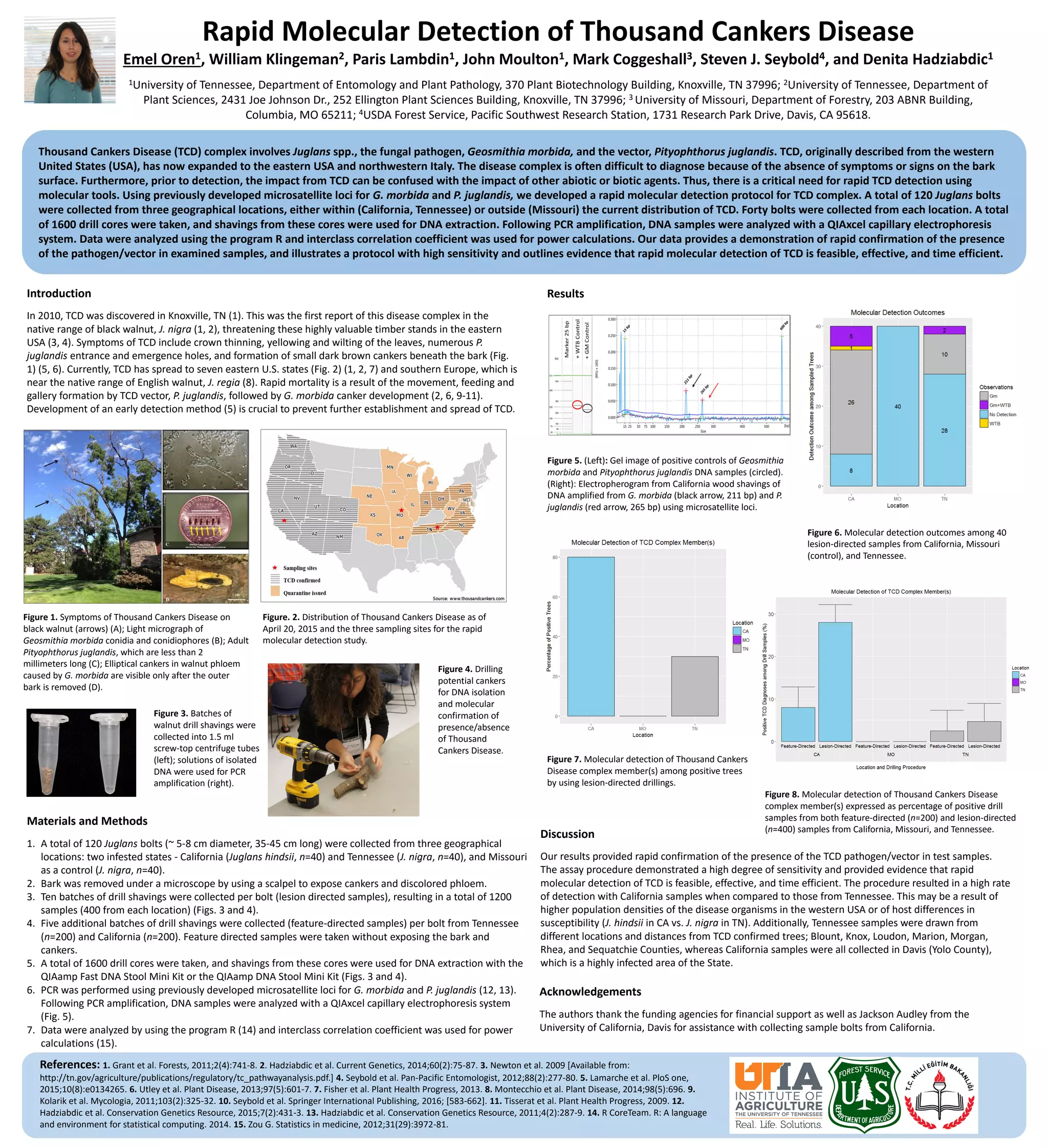 Rapid Molecular Detection of Thousand Cankers Disease | PDF