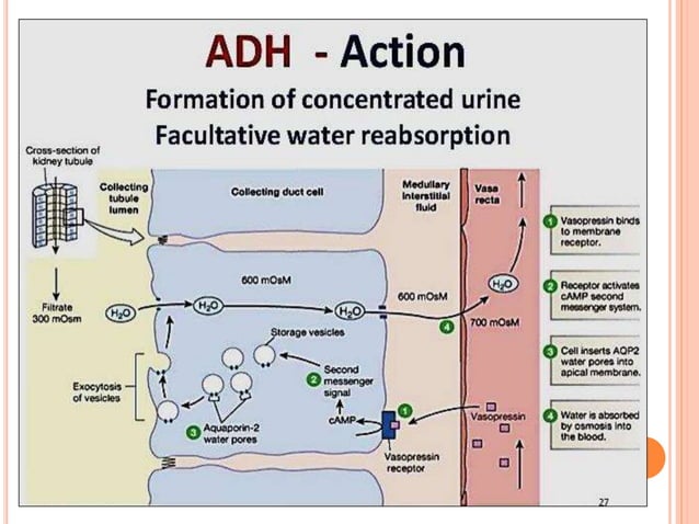 Vasopressin receptor antagonist and therapeutic potential | PPTX