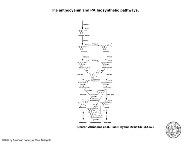 Biosynthetic pathway anthocyanin and PA.ppt