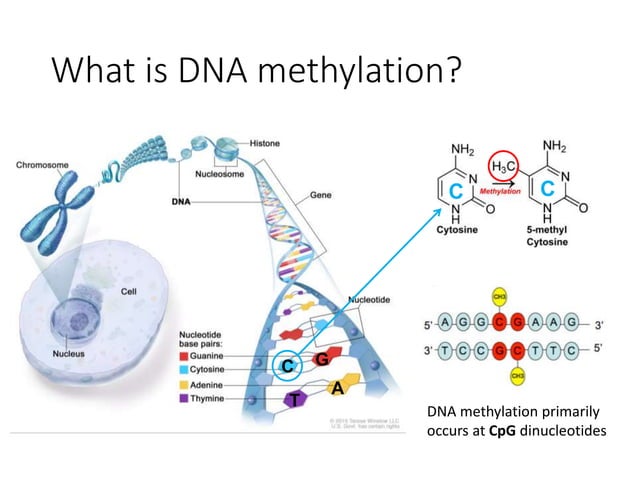 DNA methylation: from array to sequencing | PPT