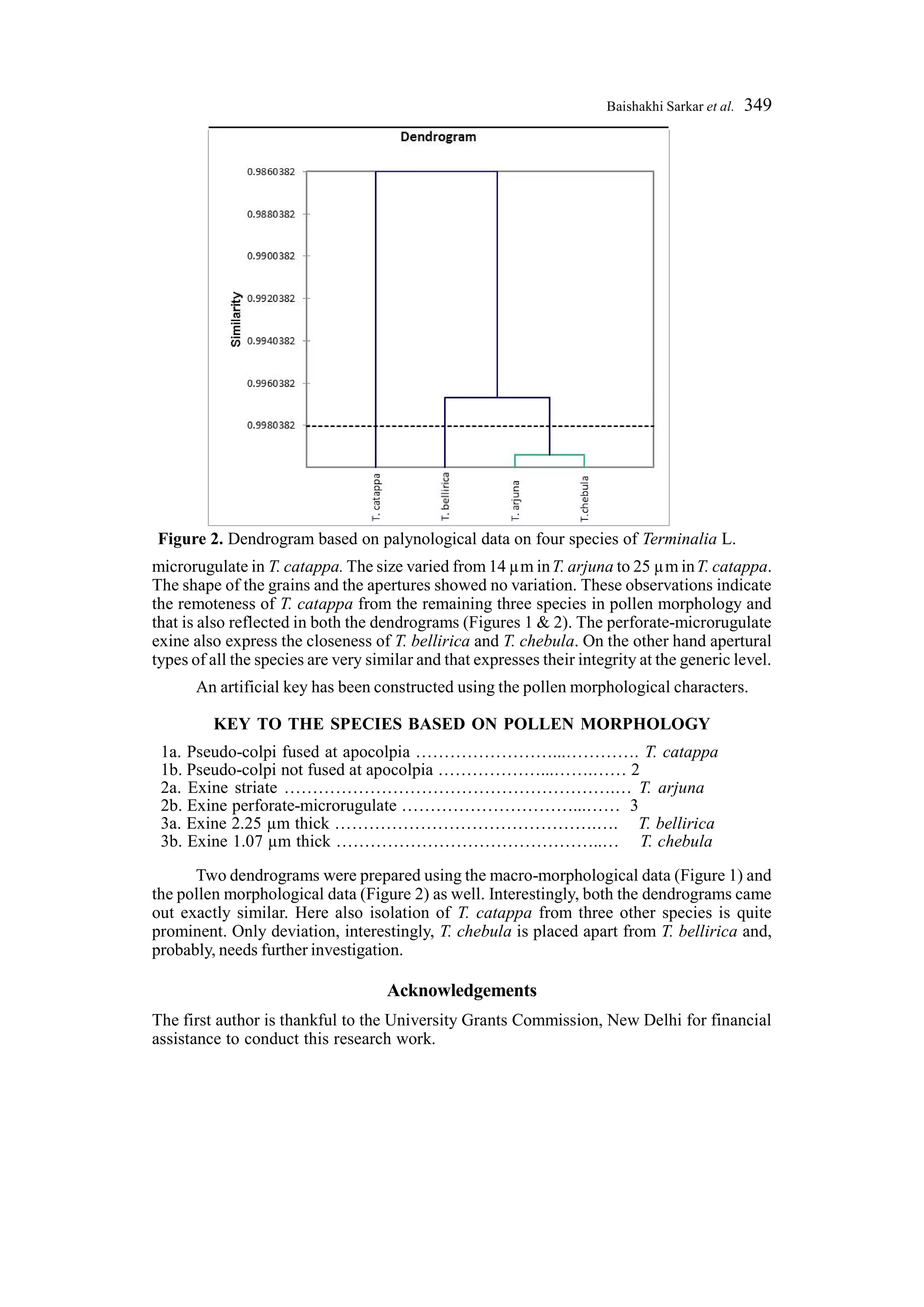 15 Terminalia_pollen | PDF