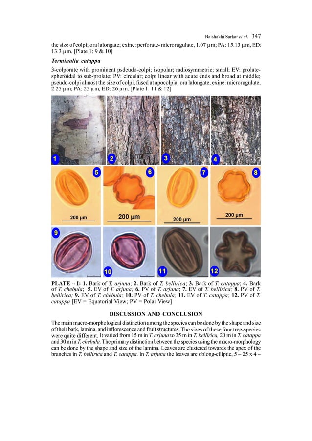 15 Terminalia_pollen | PDF