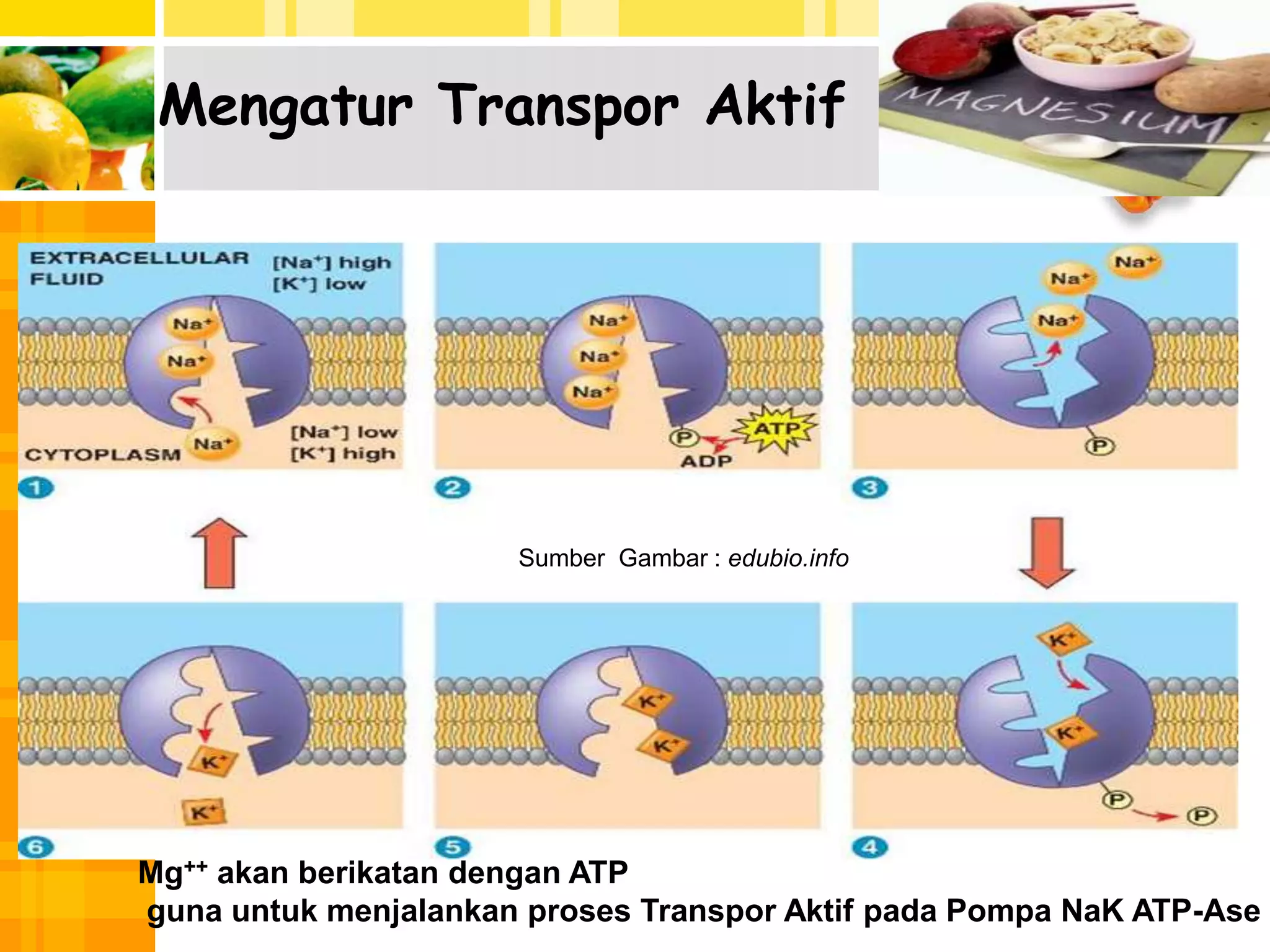 Magnesium dalam tubuh manusia by Wildayati F1C115073 Universitas Halu ...