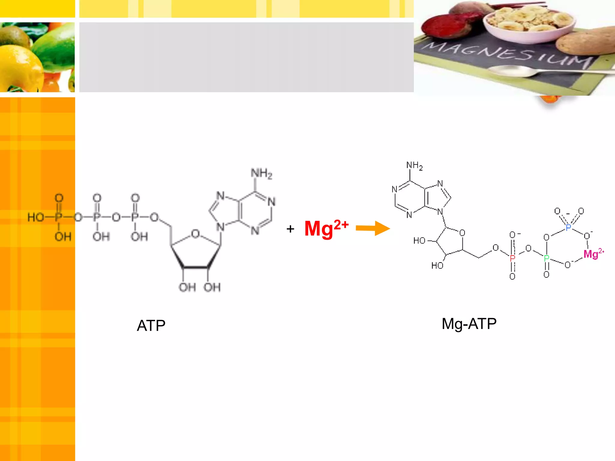 Magnesium dalam tubuh manusia by Wildayati F1C115073 Universitas Halu ...