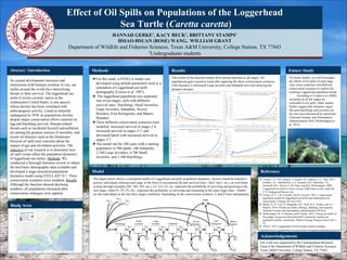 Loggerhead_poster | PPT