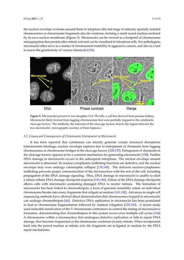 BIOLOGY errors in mitosis and meosis | PDF | Biological Sciences | Science