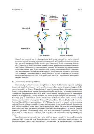 BIOLOGY errors in mitosis and meosis | PDF