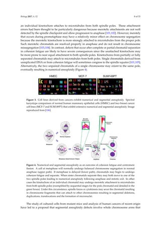 BIOLOGY errors in mitosis and meosis | PDF