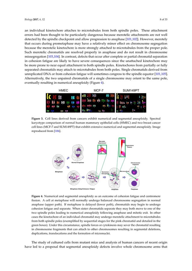 BIOLOGY errors in mitosis and meosis | PDF | Biological Sciences | Science