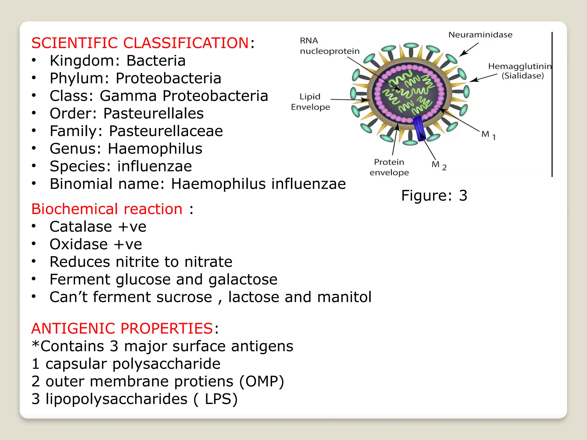 Haemophilus_influenza_A brief introduction and an overview. | PPTX