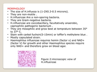 Haemophilus_influenza_A brief introduction and an overview. | PPT