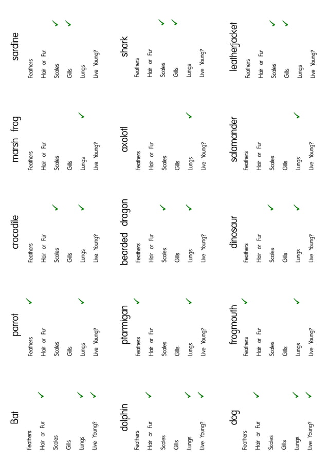 classification keys - animal cards | PDF