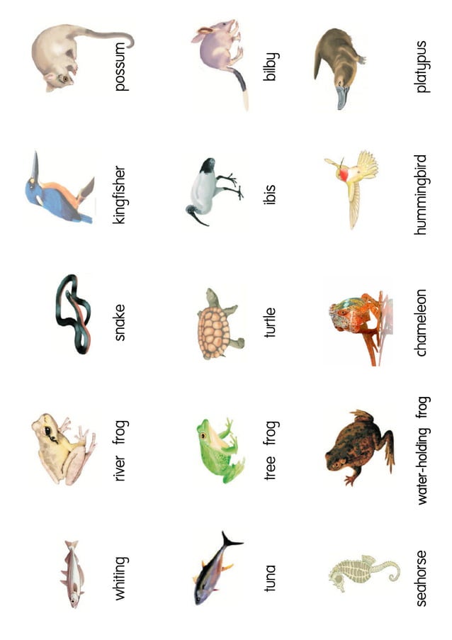 classification keys - animal cards | PDF