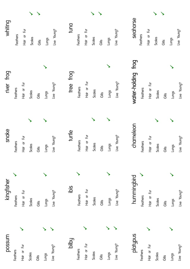 classification keys - animal cards | PDF