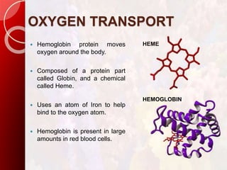 Lecture 4 - Proteins and Disease | PPTX