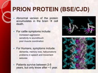 Lecture 4 - Proteins and Disease | PPTX
