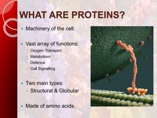Lecture 4 - Proteins and Disease | PPTX
