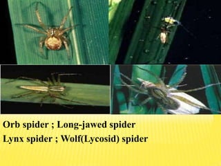 ROLE OF INTEGRATED PESTS MANAGEMENT IN RICE CULTIVATION | PPTX