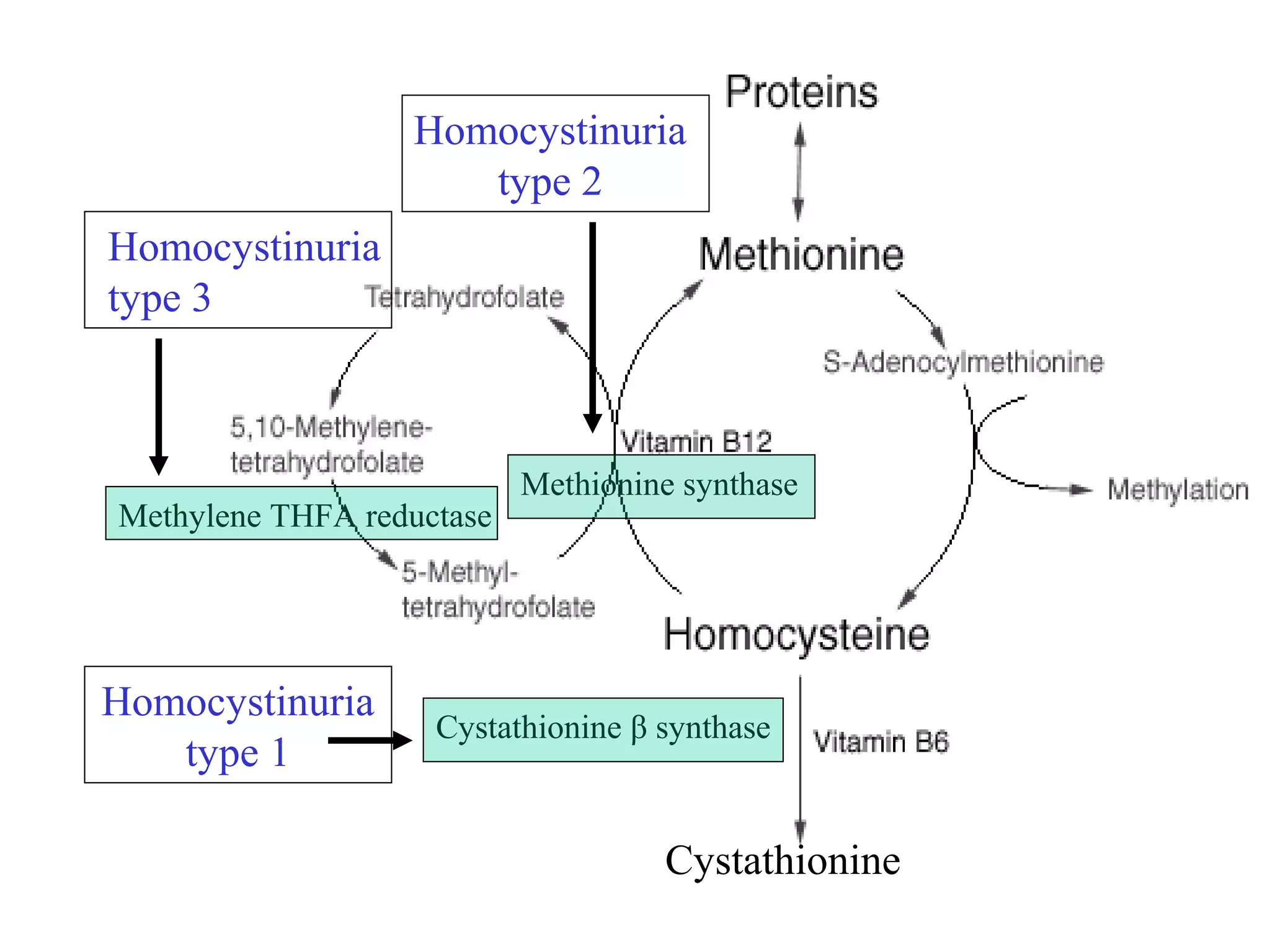 Methionine, cysteine and branched chain amino acids | PPT