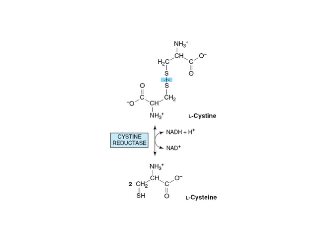 Methionine, cysteine and branched chain amino acids | PPT