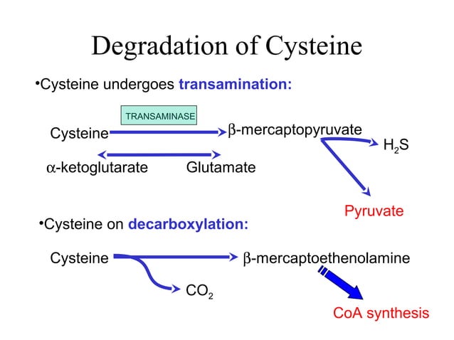 Methionine, cysteine and branched chain amino acids | PPT
