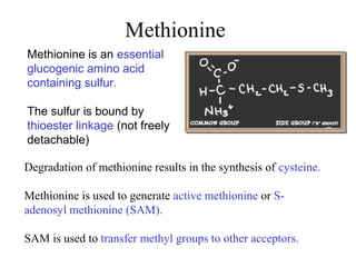 Methionine, cysteine and branched chain amino acids | PPT