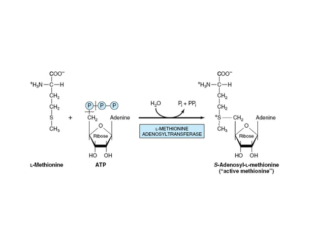 Methionine, cysteine and branched chain amino acids | PPT