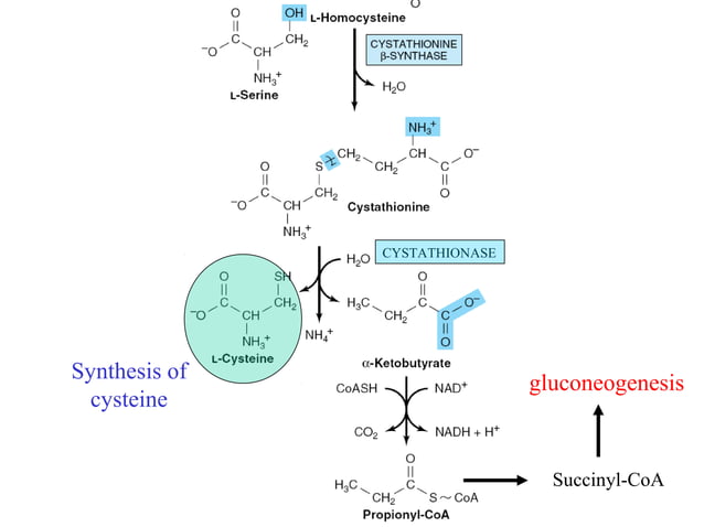 Methionine, cysteine and branched chain amino acids | PPT