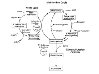 Methionine, cysteine and branched chain amino acids | PPT