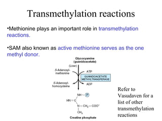 Methionine, cysteine and branched chain amino acids | PPT