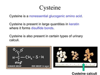 Methionine, cysteine and branched chain amino acids | PPT