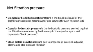 F3.Glomerular filtration and its Regulation.pptx